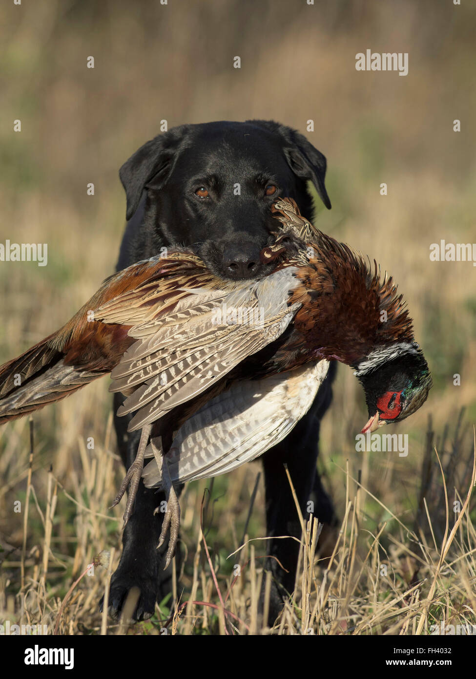 A Black Lab retrieving a Rooster Pheasant Stock Photo - Alamy