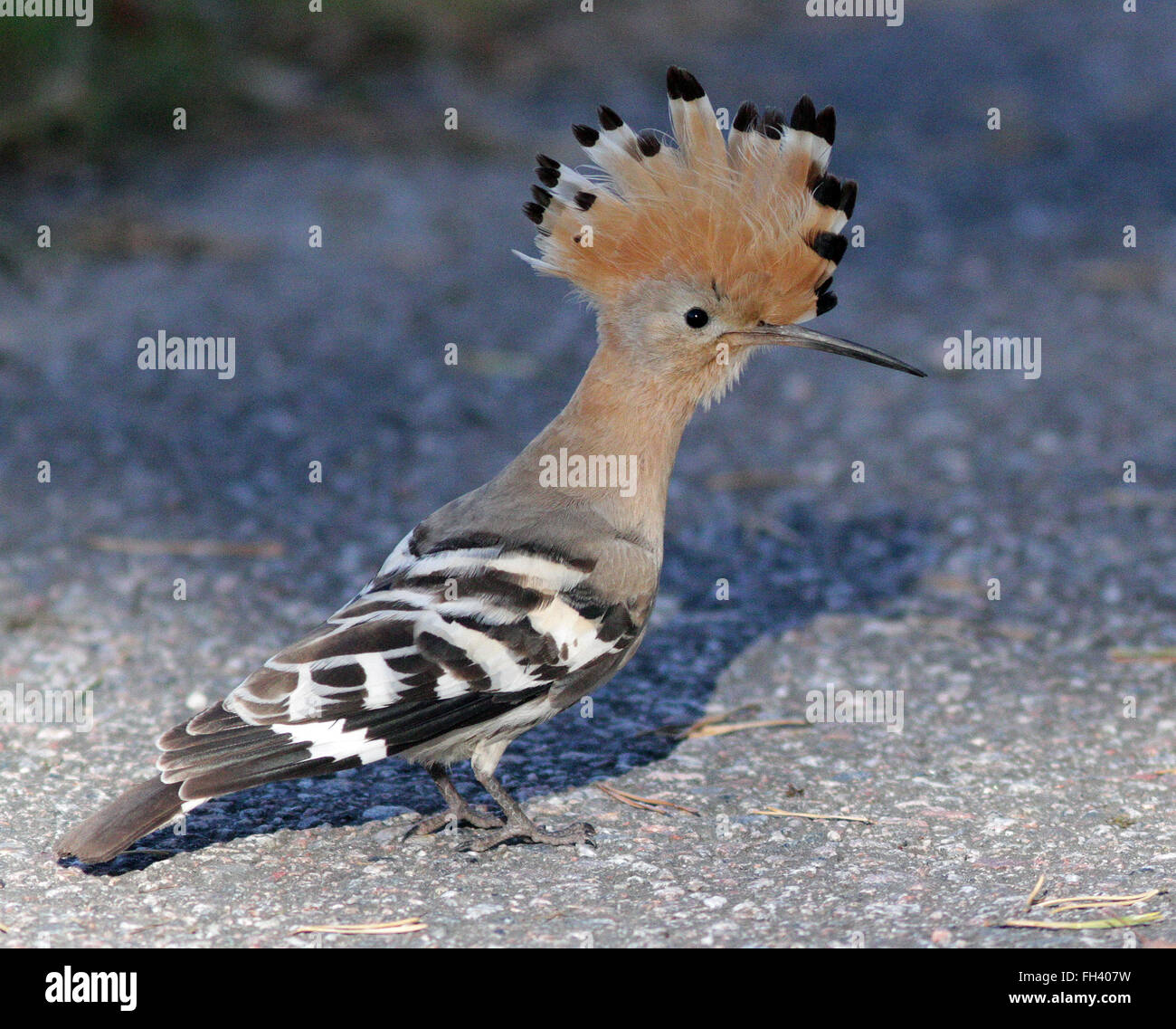 Eurasian hoopoe, Upupa epops, with raised crest Stock Photo - Alamy
