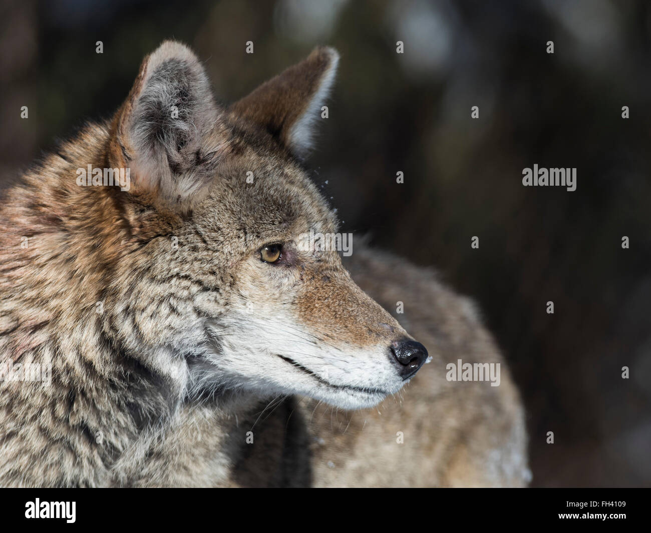 A Coyote in Minnesota Stock Photo - Alamy