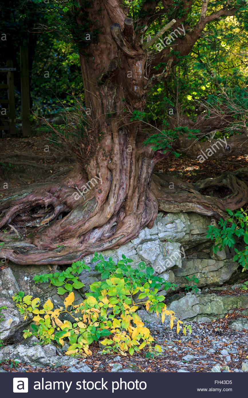 Sinuous Roots High Resolution Stock Photography and Images - Alamy