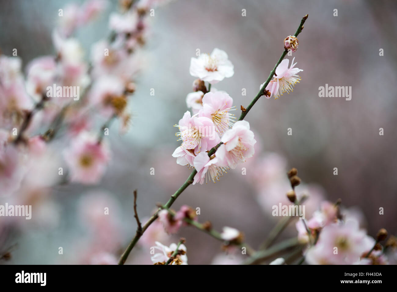 Washington dc flower guide hi-res stock photography and images - Alamy