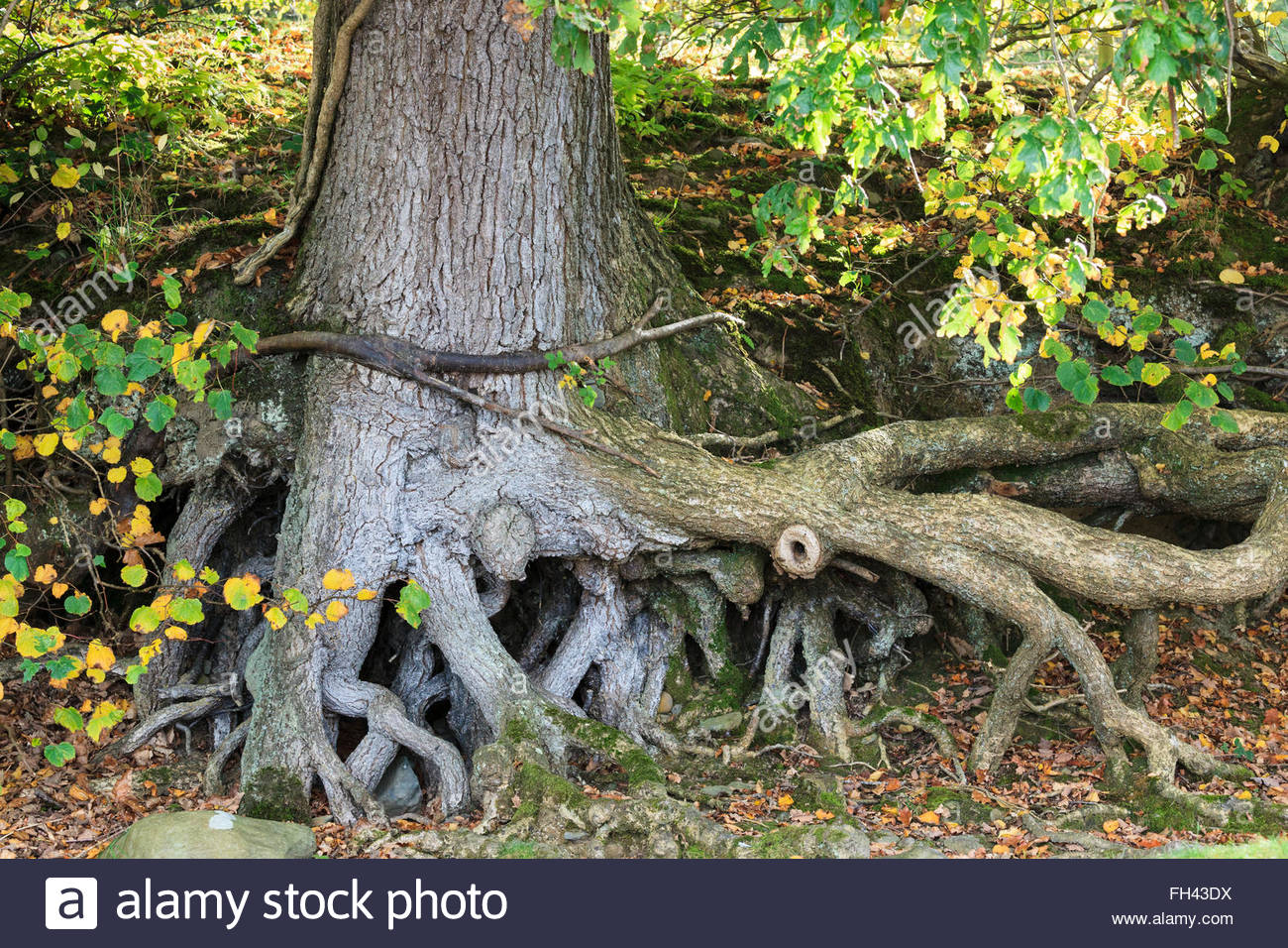 Exposed Roots Oak Tree Stock Photos & Exposed Roots Oak Tree Stock ...