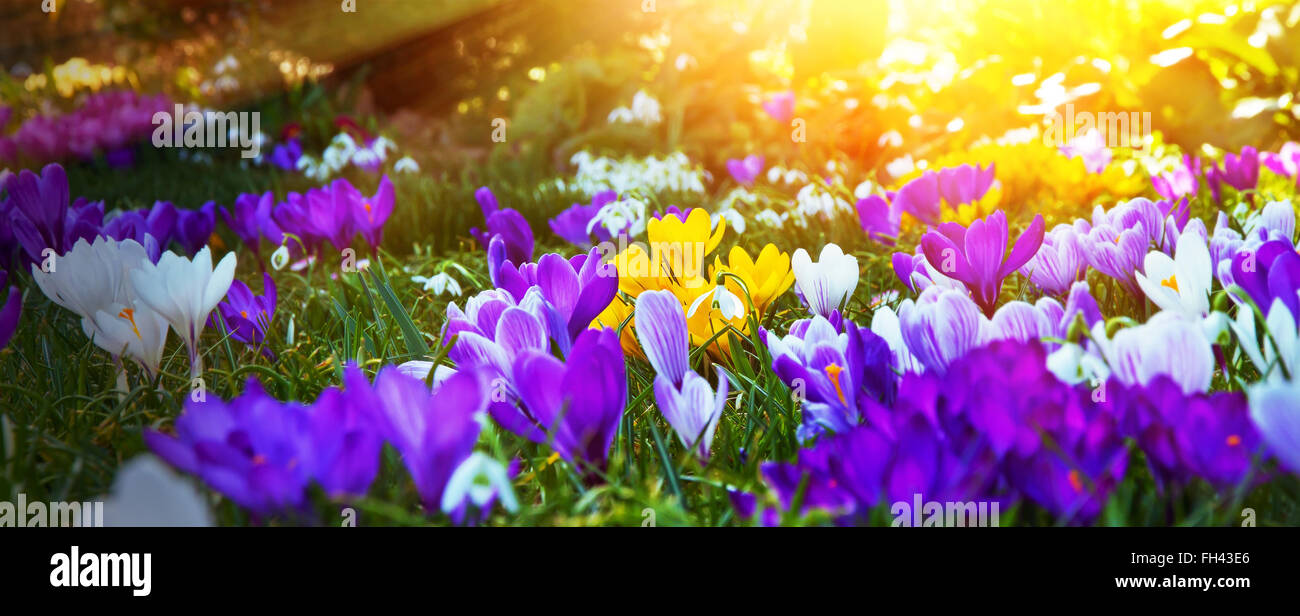 Colorful crocuses in the sun Stock Photo - Alamy