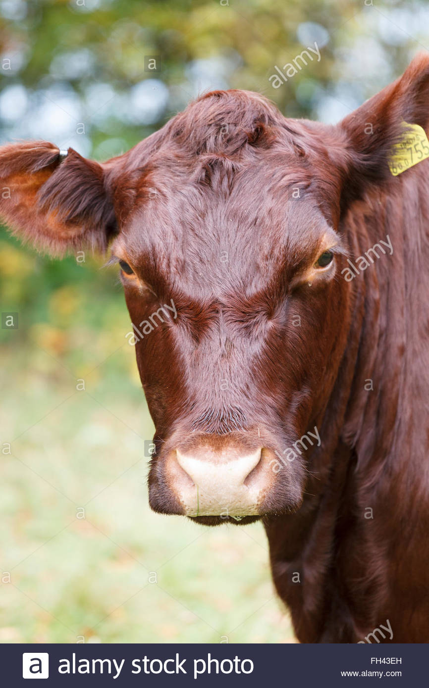 Red Brown Cow High Resolution Stock Photography and Images - Alamy