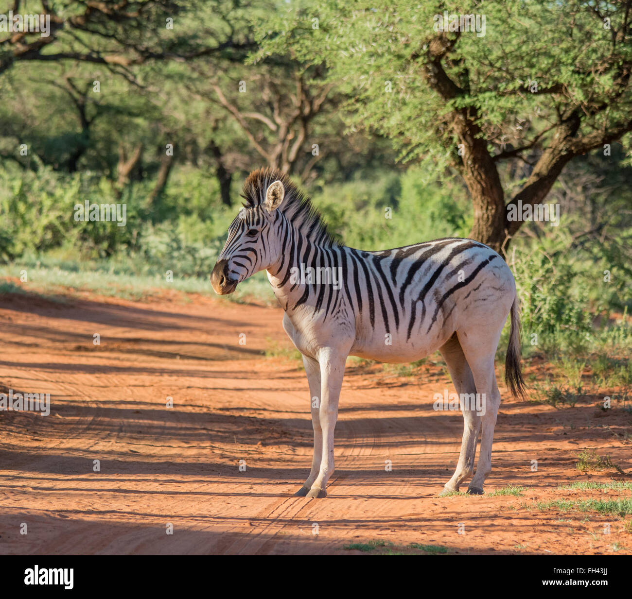 Burchell's Zebra in the Northern Cape, South Africa Stock Photo - Alamy
