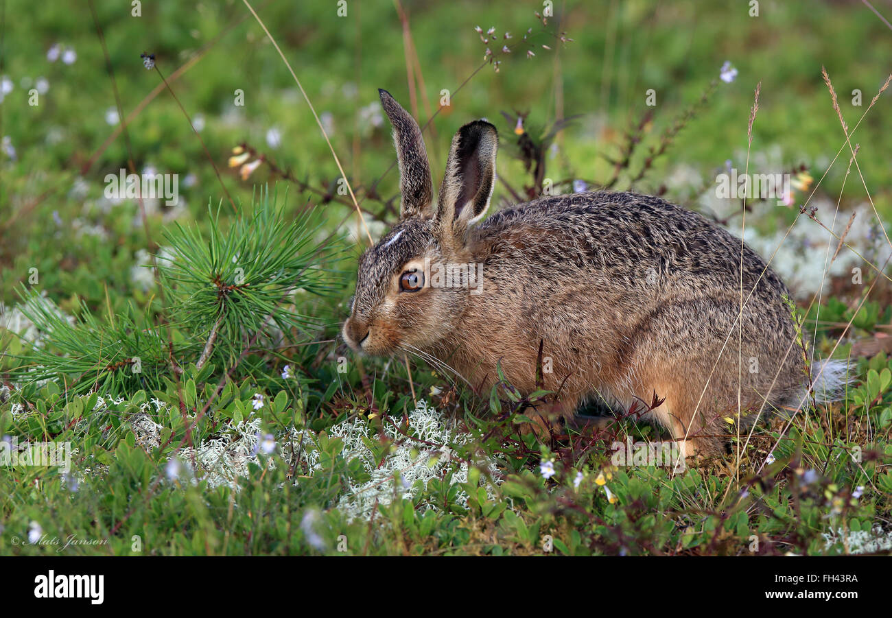 Close up brown hare lepus europaeus hi-res stock photography and images ...