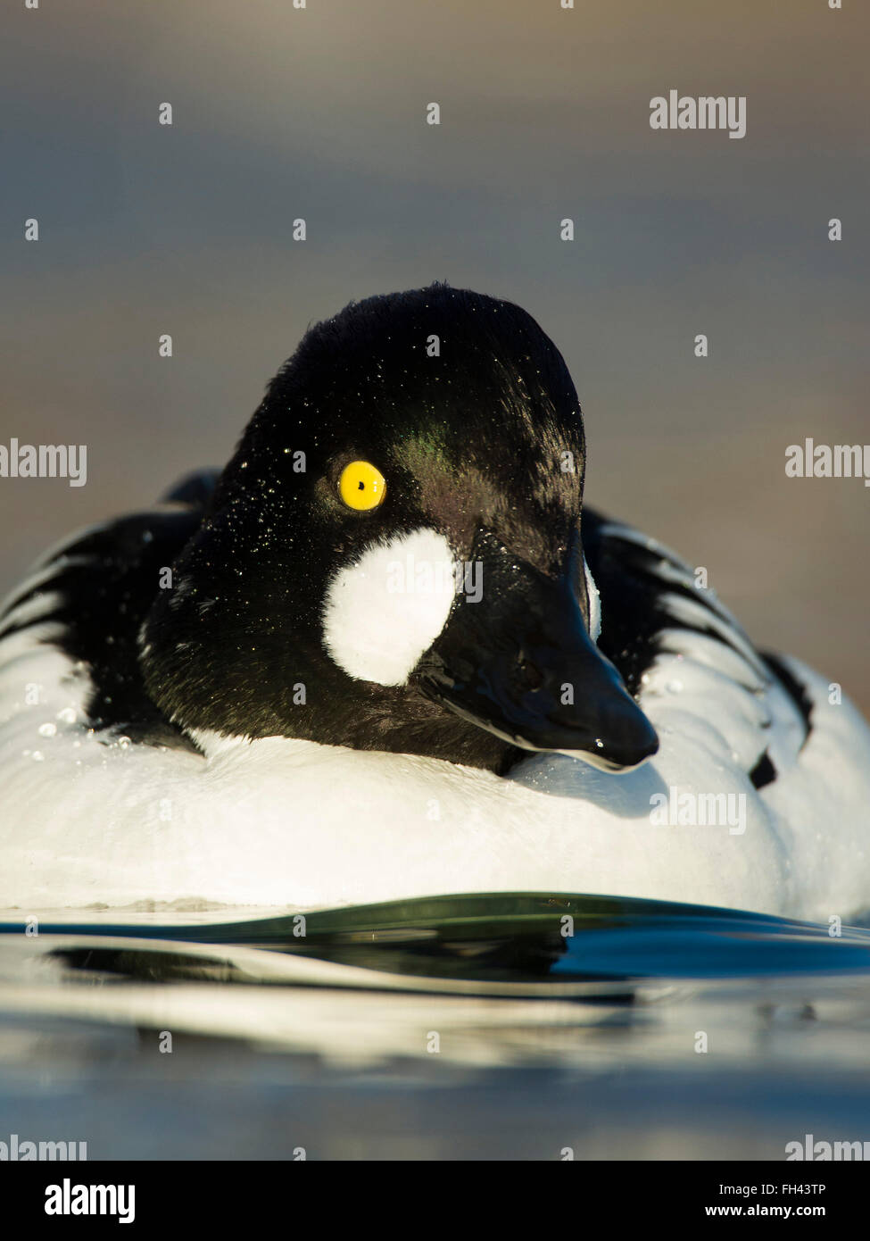 Drake Common Goldeneyes Stock Photo - Alamy