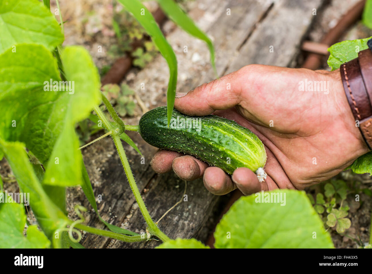 Hand of a young men harvesting mature cucumber in a vegetable garden ...