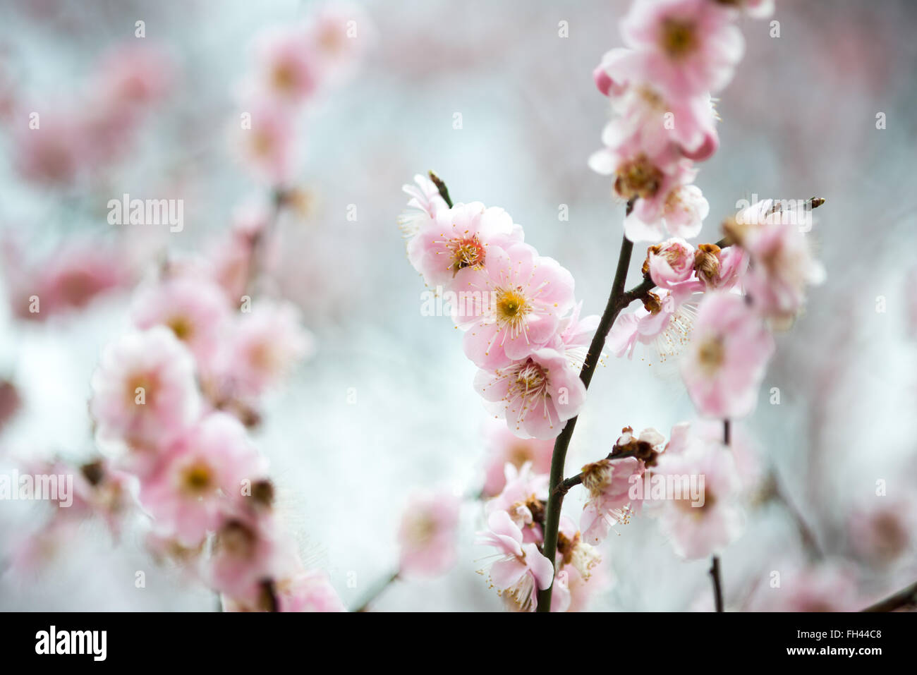 Plum blossom viewing in hi-res stock photography and images - Alamy