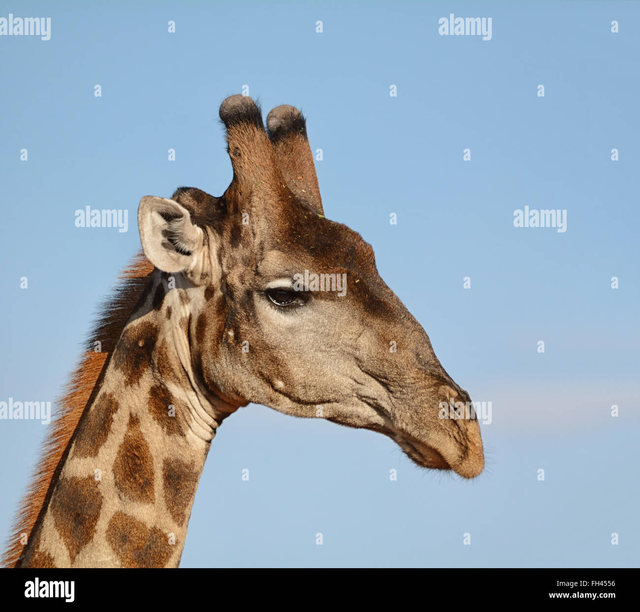 Closeup head shot portrait of a Giraffe Stock Photo - Alamy