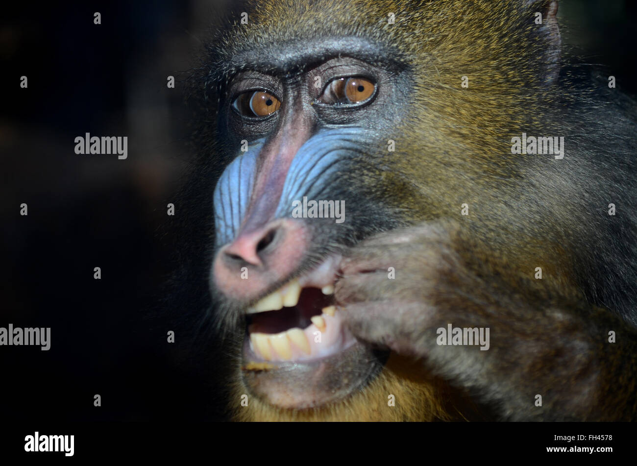 Madrid, Spain. 23rd Feb, 2016. A male Mandrill pictured eating at ...