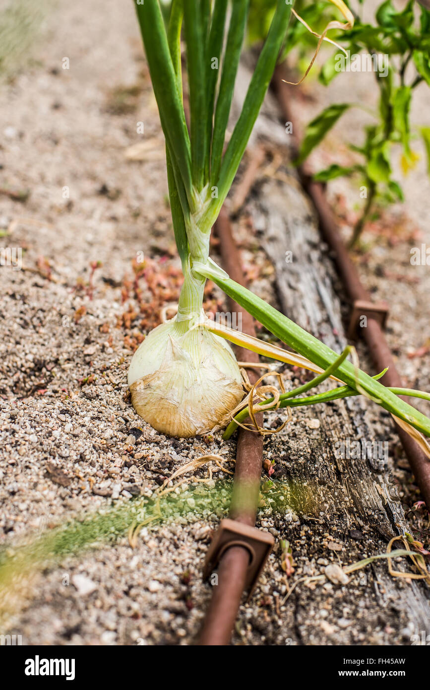 Mature onion in a vegetable garden Stock Photo - Alamy