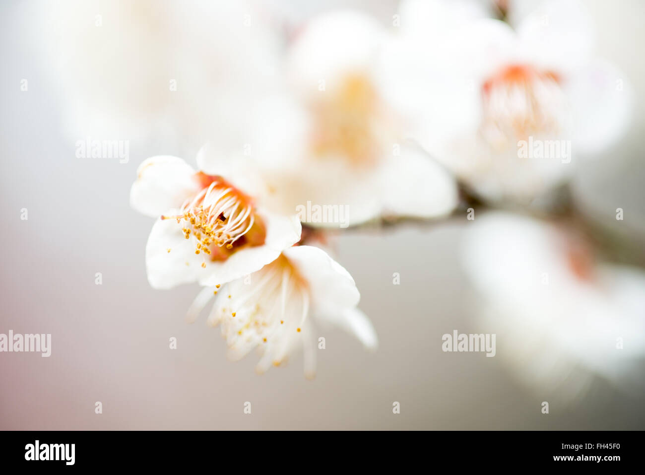WASHINGTON DC — A close-up view shows white plum blossoms opening in ...