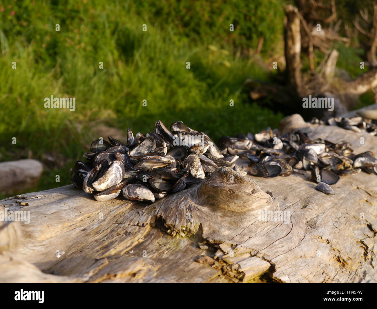 Mussel shells hi-res stock photography and images - Alamy