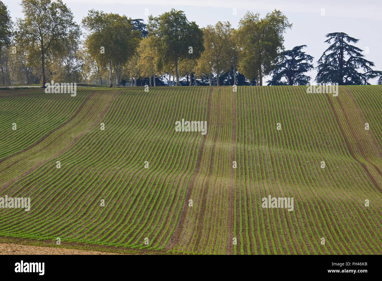 French crop displaying a distinctive linear pattern in undulating farm ...