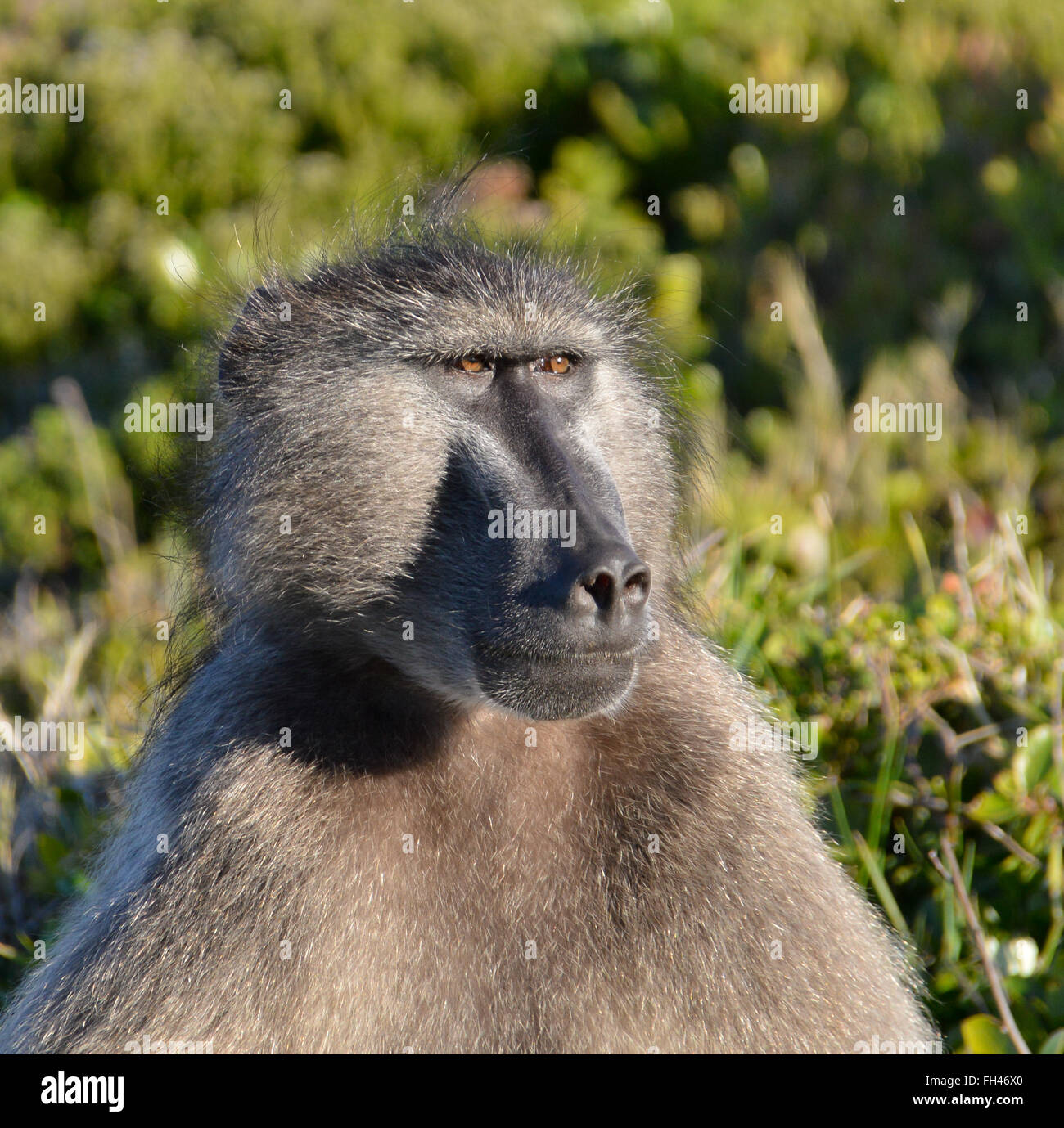 Chacma baboon portrait hi-res stock photography and images - Alamy