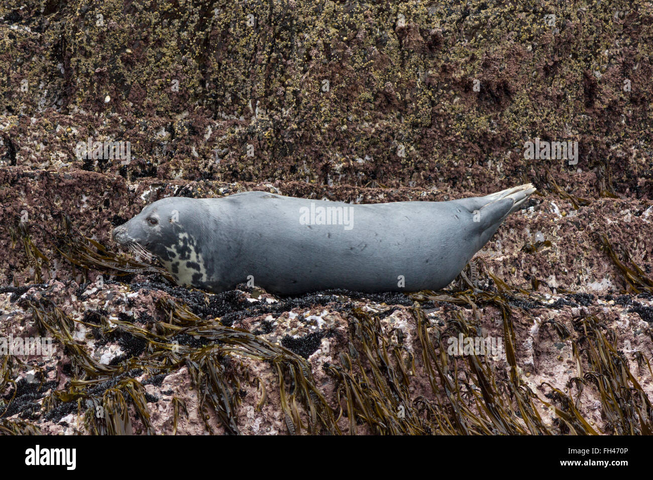 Atlantic Grey seal hauled up on rocks of Little Skellig, Kerry, Ireland ...