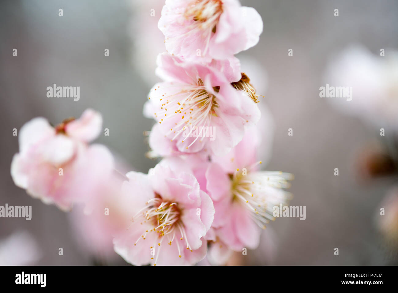 WASHINGTON DC — Pale pink plum blossoms are seen in a close-up view ...