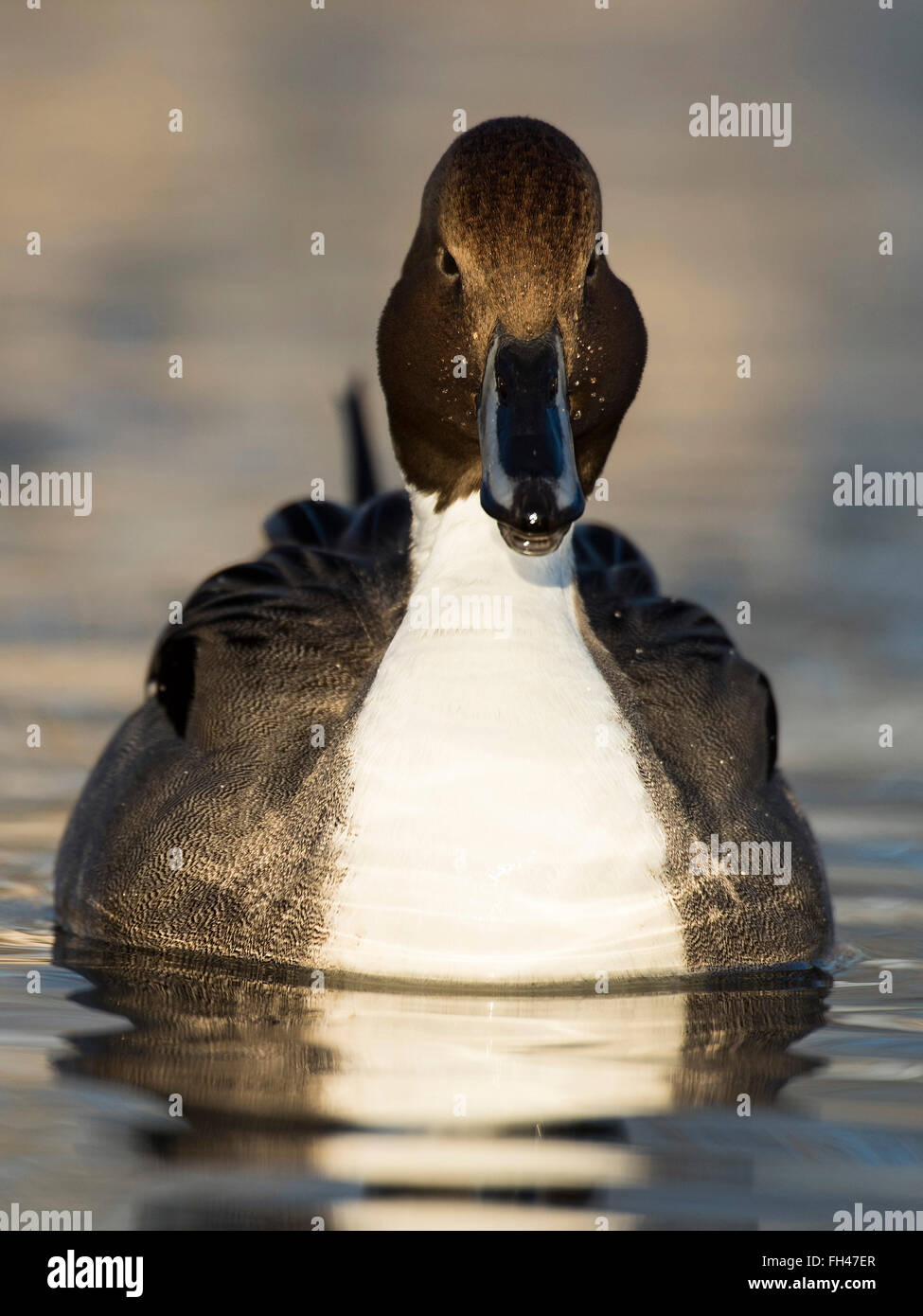 Drake Pintail Duck Stock Photo - Alamy