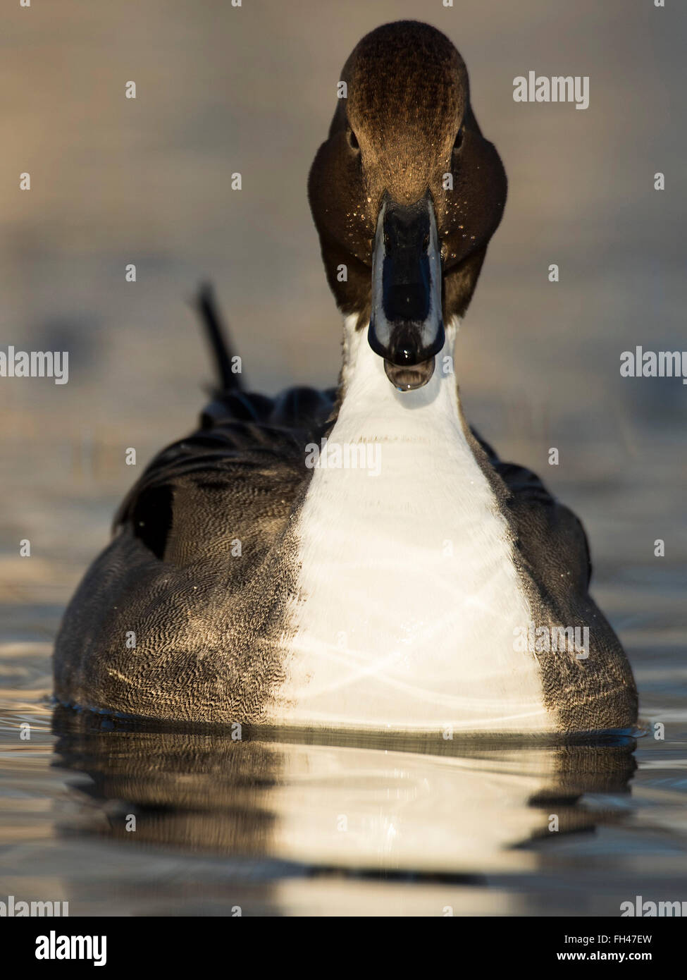 Drake Pintail Duck Stock Photo - Alamy