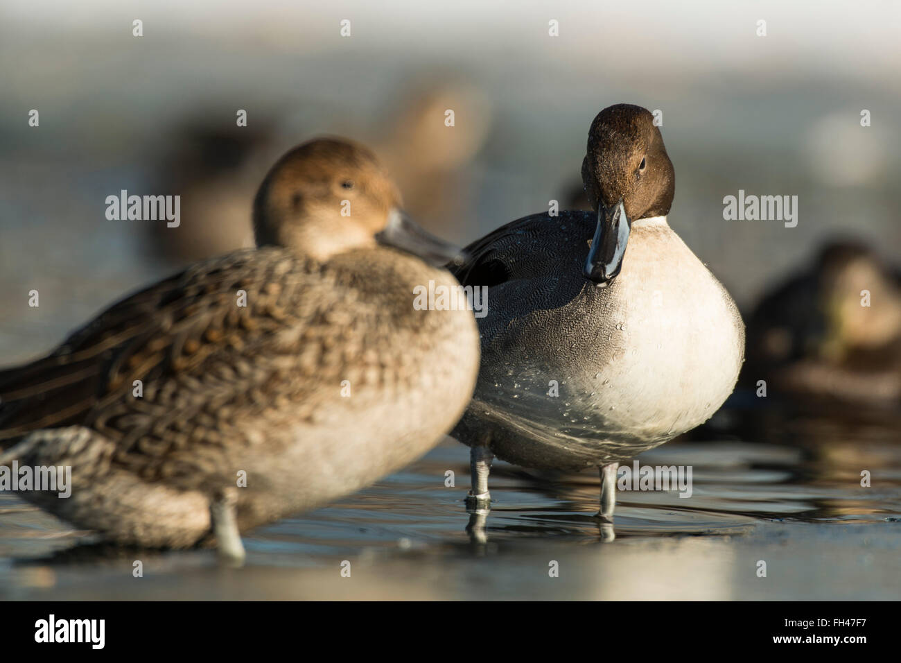 Drake Pintail Duck Stock Photo - Alamy