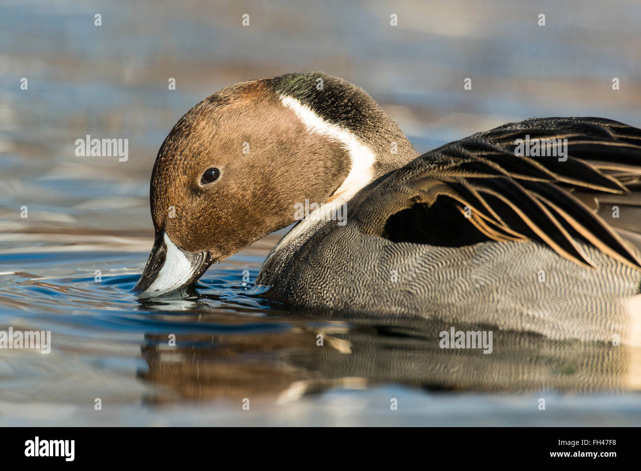 Drake Pintail Duck Stock Photo - Alamy