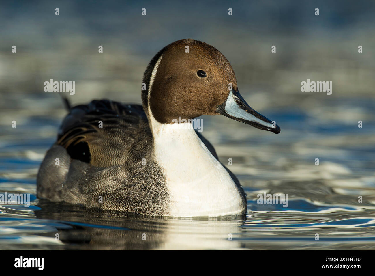 Drake pintail hi-res stock photography and images - Alamy
