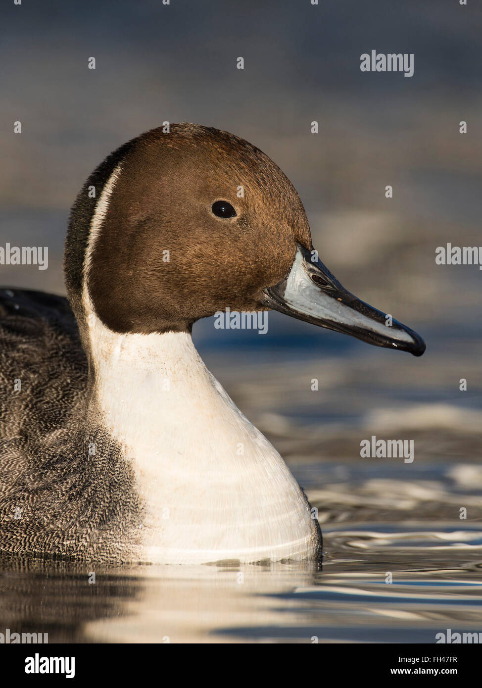 Drake Pintail Duck Stock Photo - Alamy