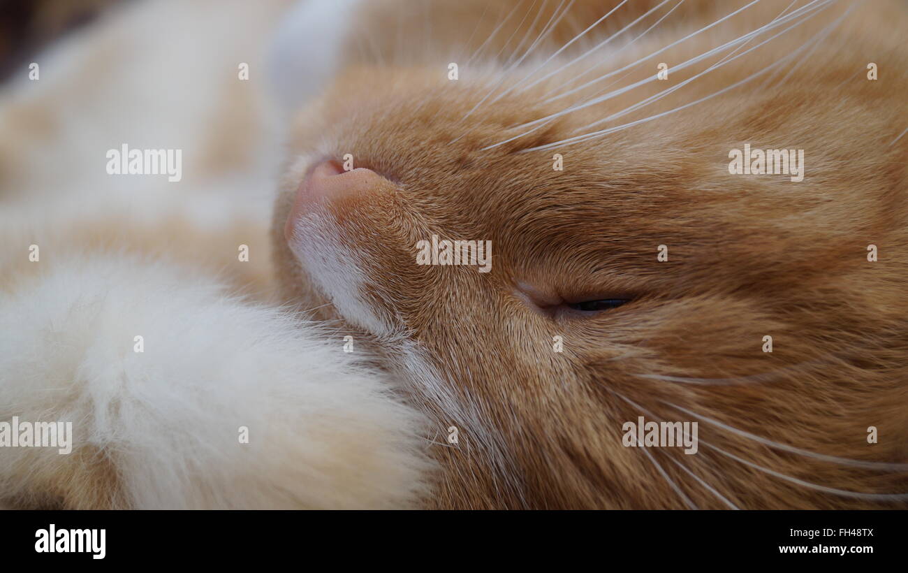 Close up of sleeping cat face with tail curled over eye Stock Photo - Alamy