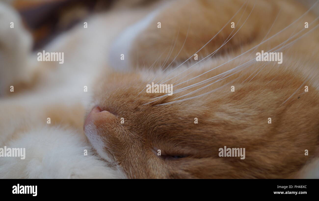 Ginger Tom Cat Tail High Resolution Stock Photography and Images - Alamy