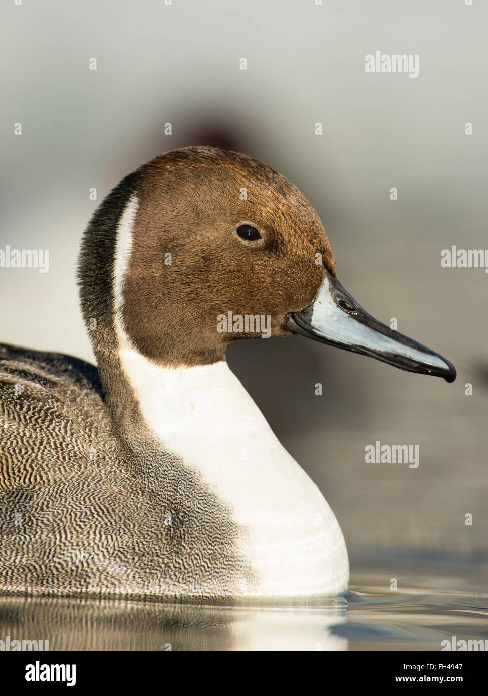 Drake Pintail Duck Stock Photo - Alamy