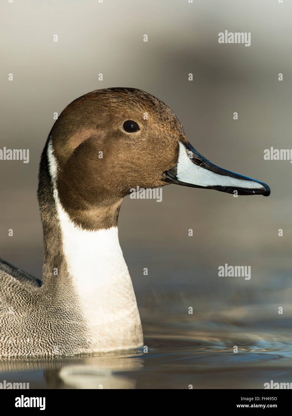 Drake Pintail Duck Stock Photo - Alamy