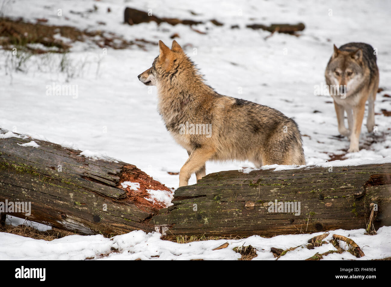 Stepping on fallen tree hi-res stock photography and images - Alamy