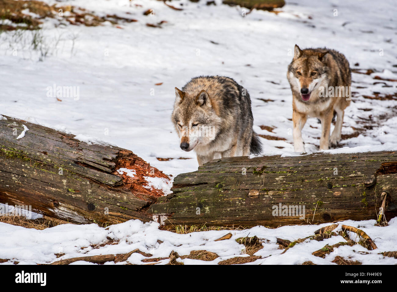Two gray wolves / grey wolf (Canis lupus) on the hunt running over ...