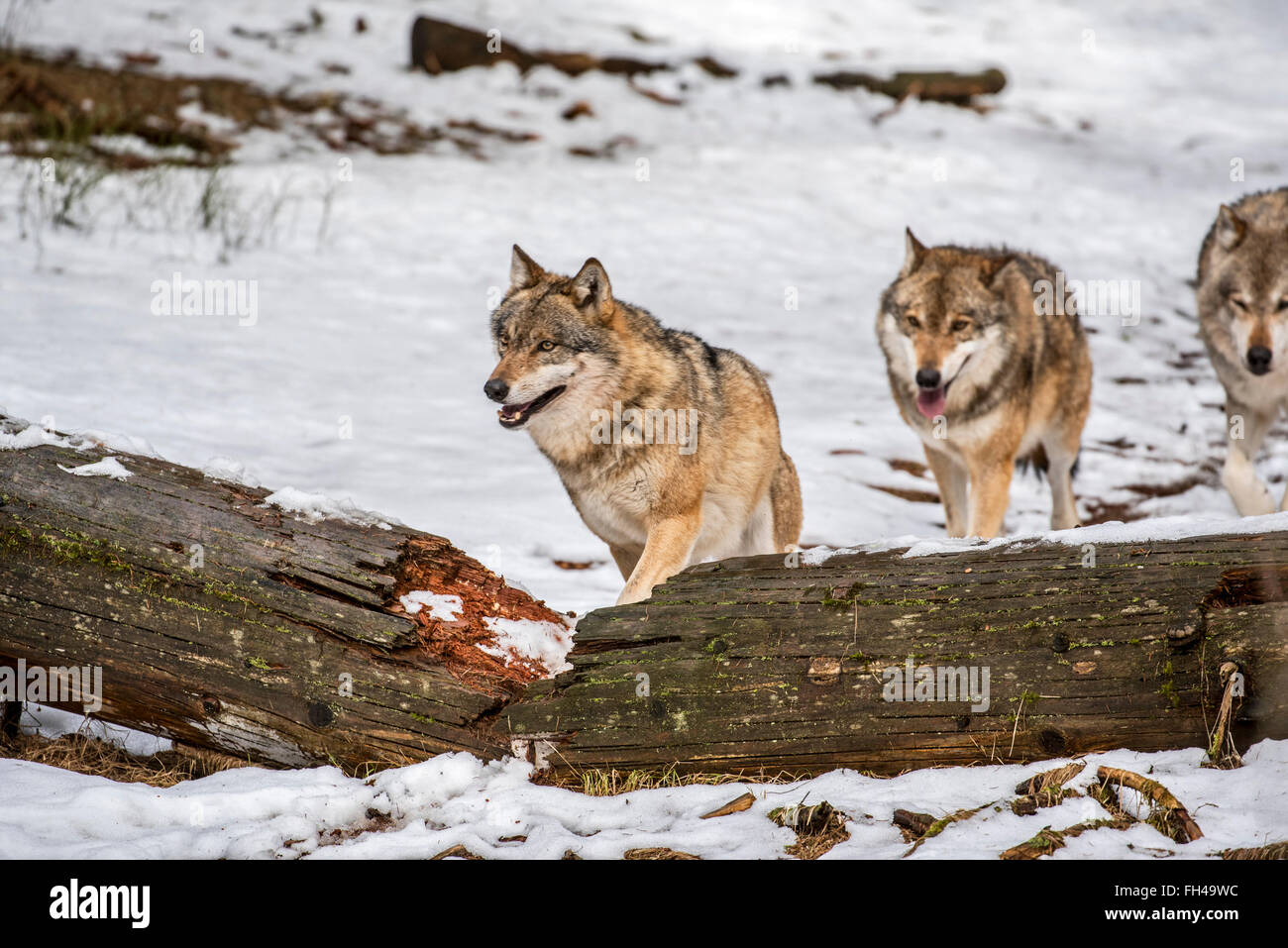 Grey Wolf Pack Hunting