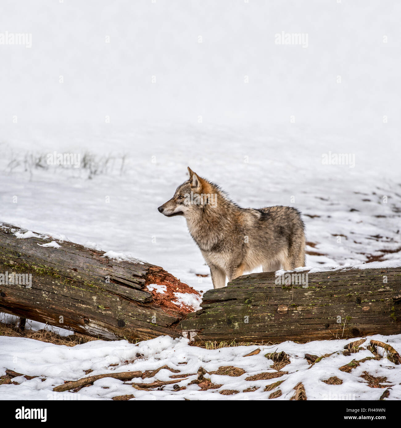 Solitary gray wolf / grey wolf (Canis lupus) in front of fallen tree ...