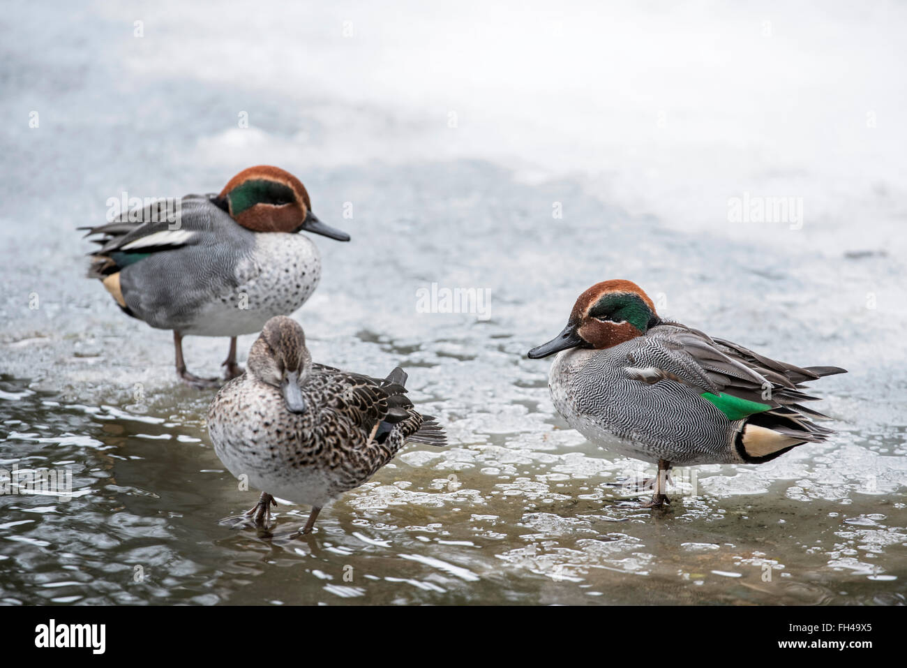 Eurasian teals hi-res stock photography and images - Alamy
