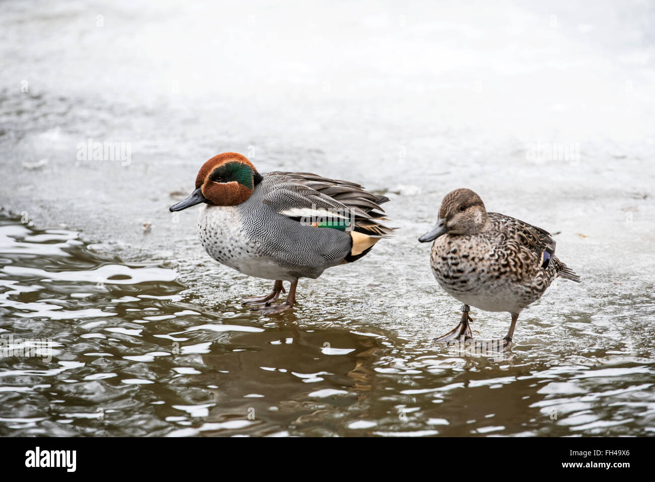 Eurasian teals / common teal (Anas crecca) male and female on ice of ...