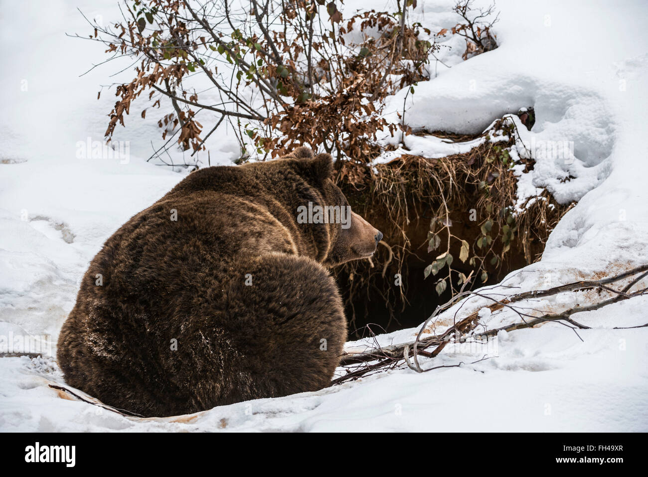 Brown Bear Den High Resolution Stock Photography and Images - Alamy