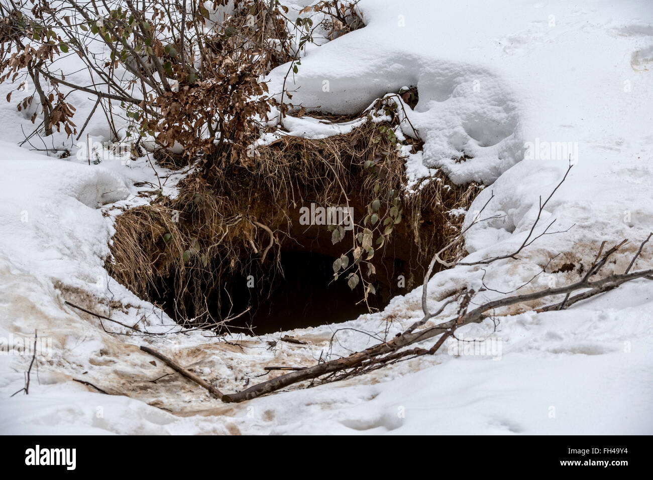 Black Bear Den In Winter