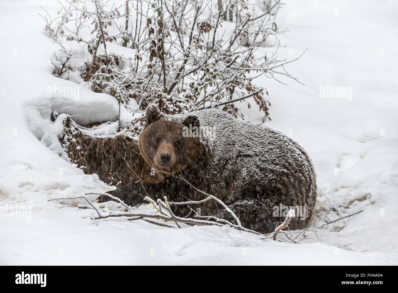 Bear Hibernating In Winter
