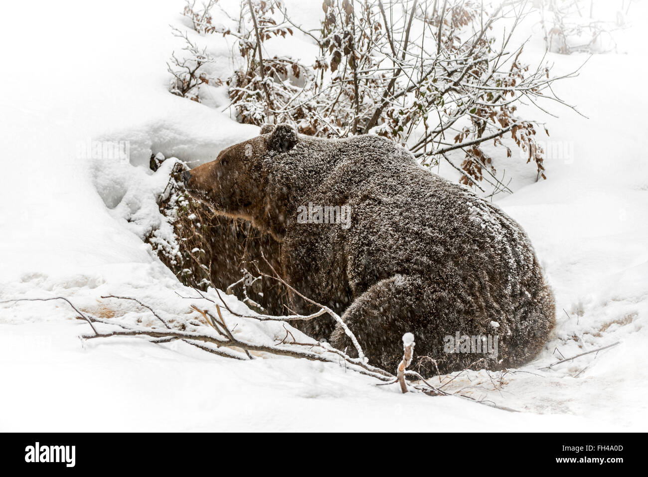 Eurasian brown bear den hi-res stock photography and images - Alamy