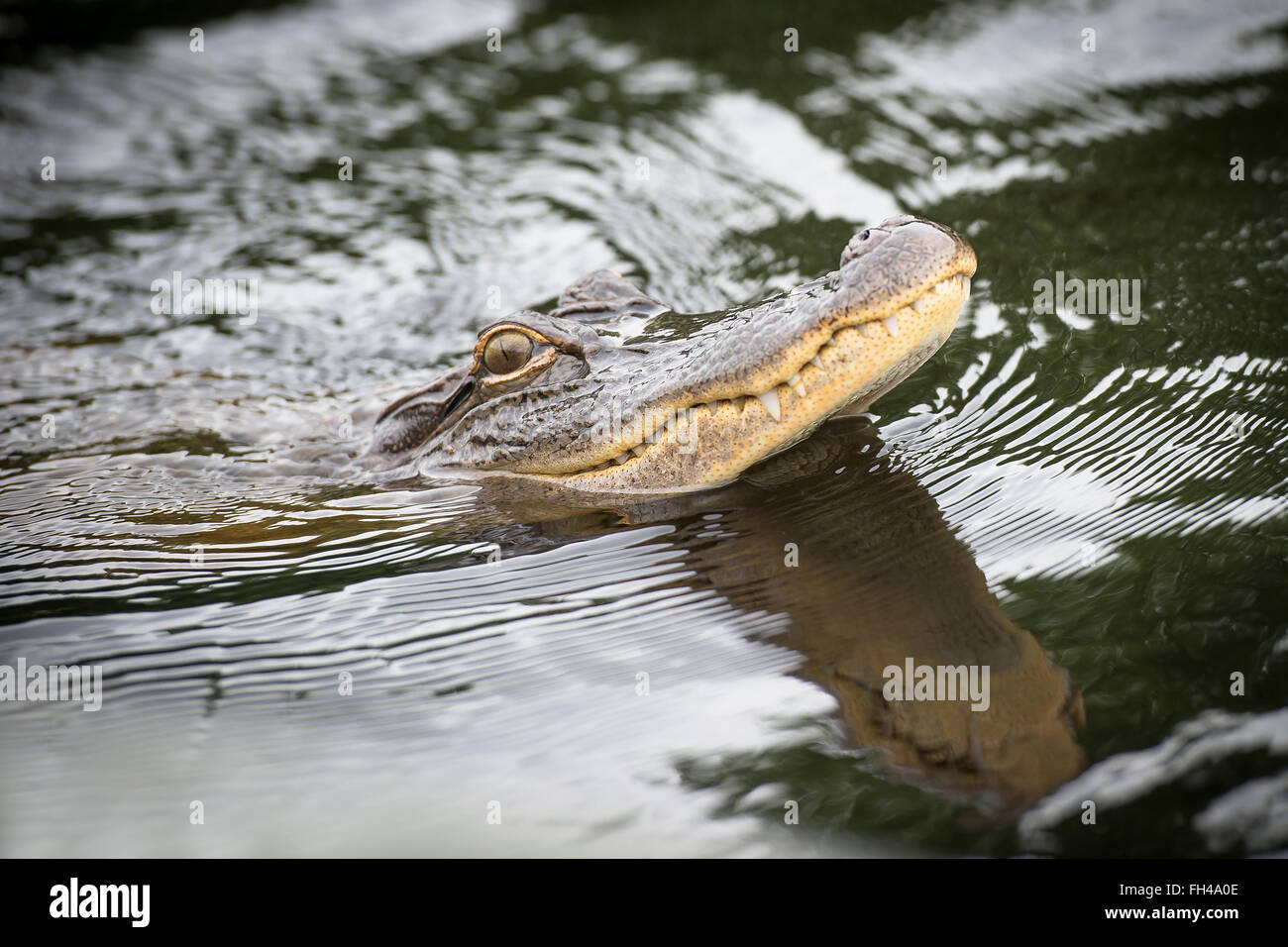 Alligator Head Shot Stock Photo - Alamy