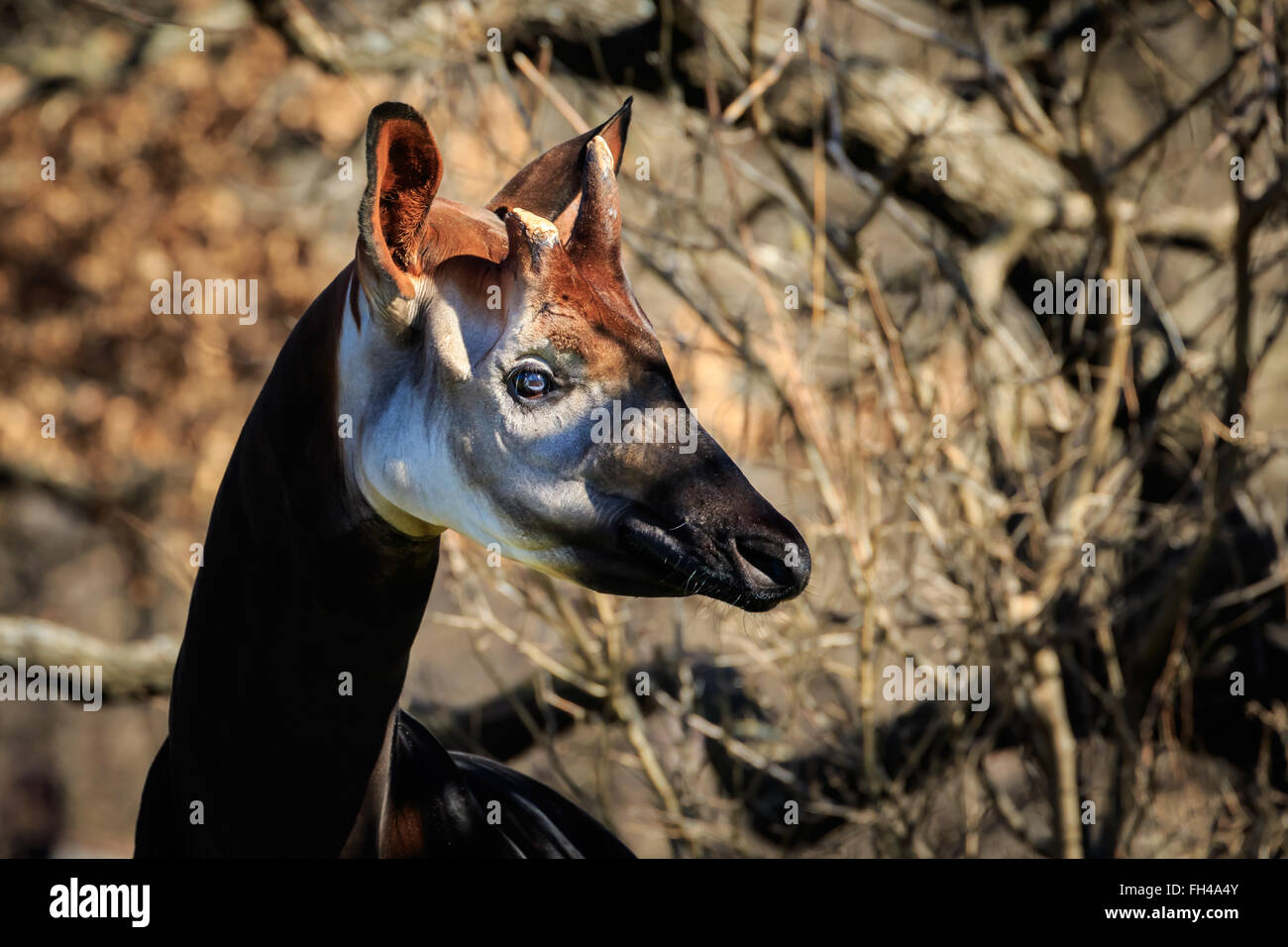 The elusive Okapi shows it's odd beauty for the camera Stock Photo - Alamy