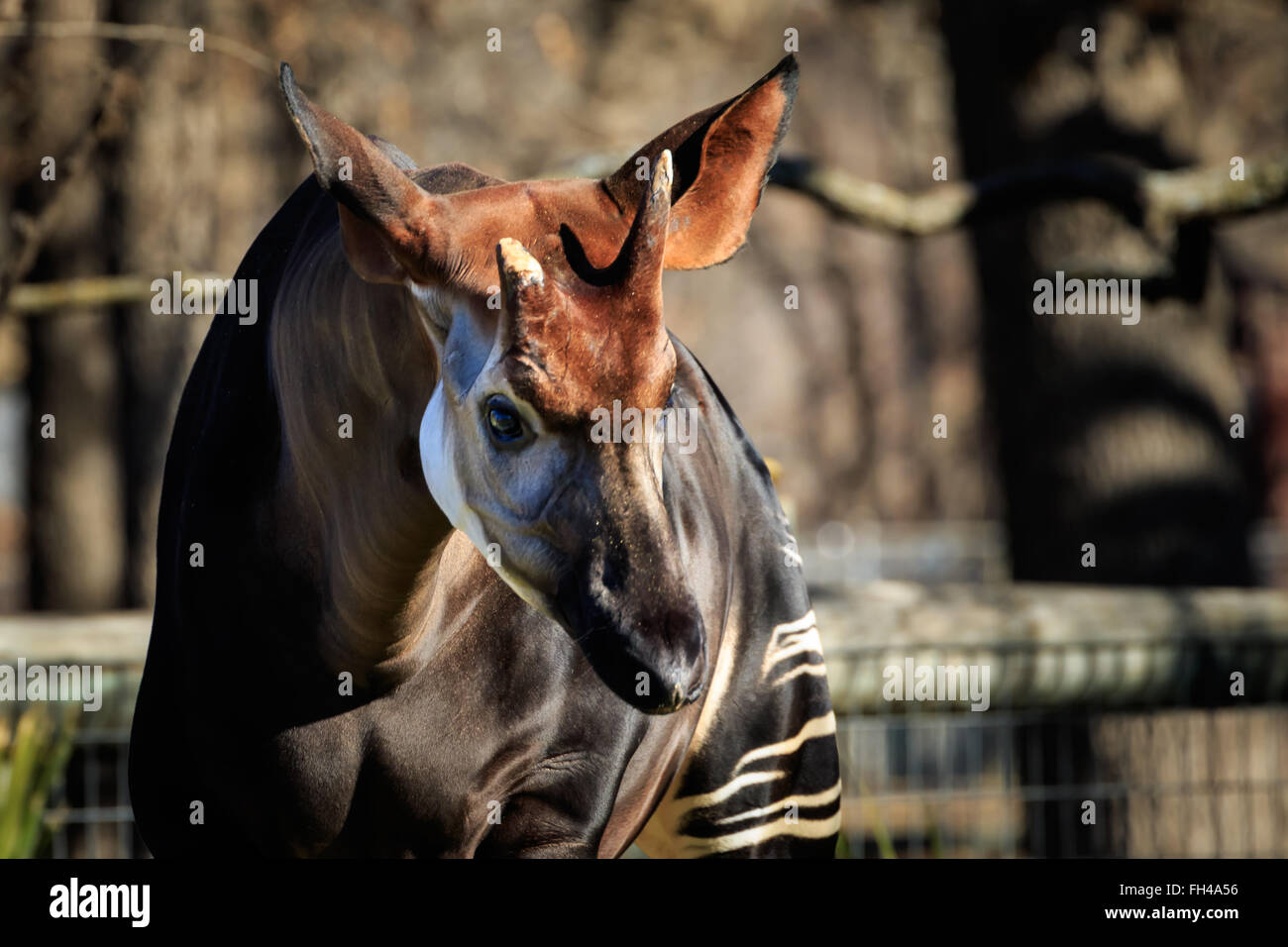 The elusive Okapi shows it's odd beauty for the camera Stock Photo - Alamy