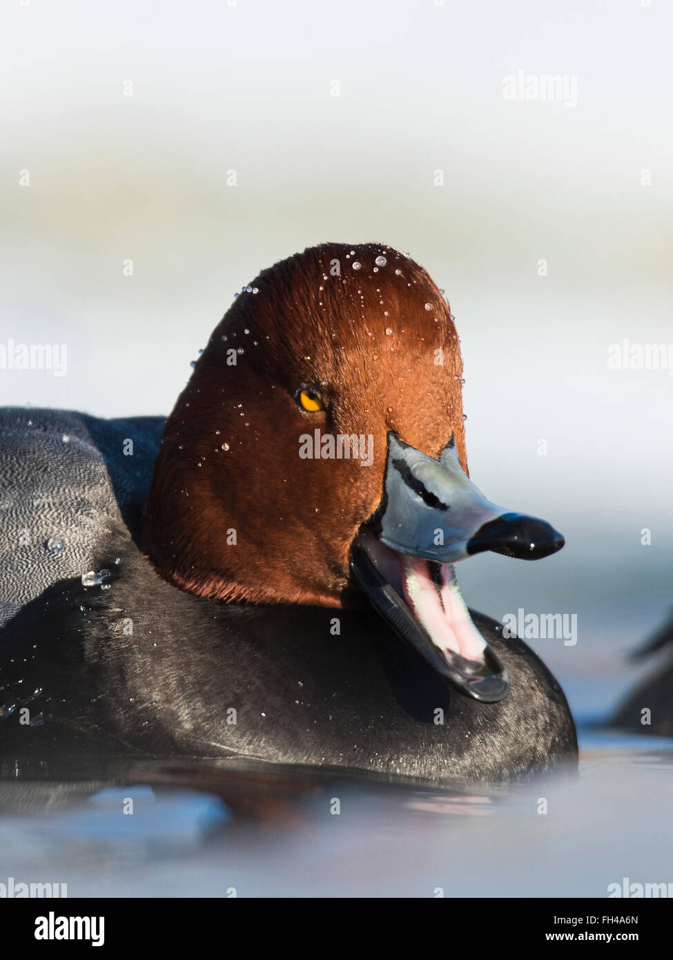 Redhead duck hi-res stock photography and images - Alamy