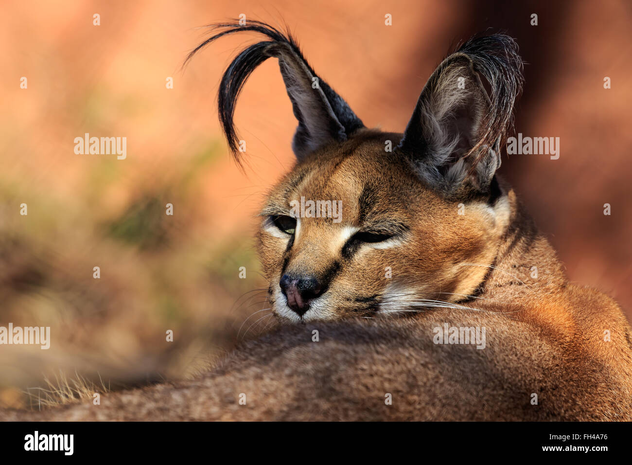 Southern caracal hi-res stock photography and images - Alamy