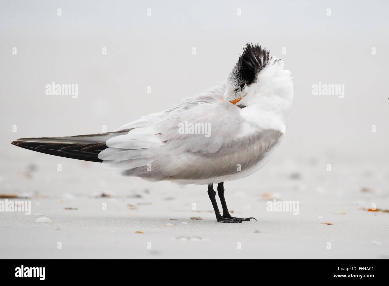 Tern florida usa bird hi-res stock photography and images - Alamy