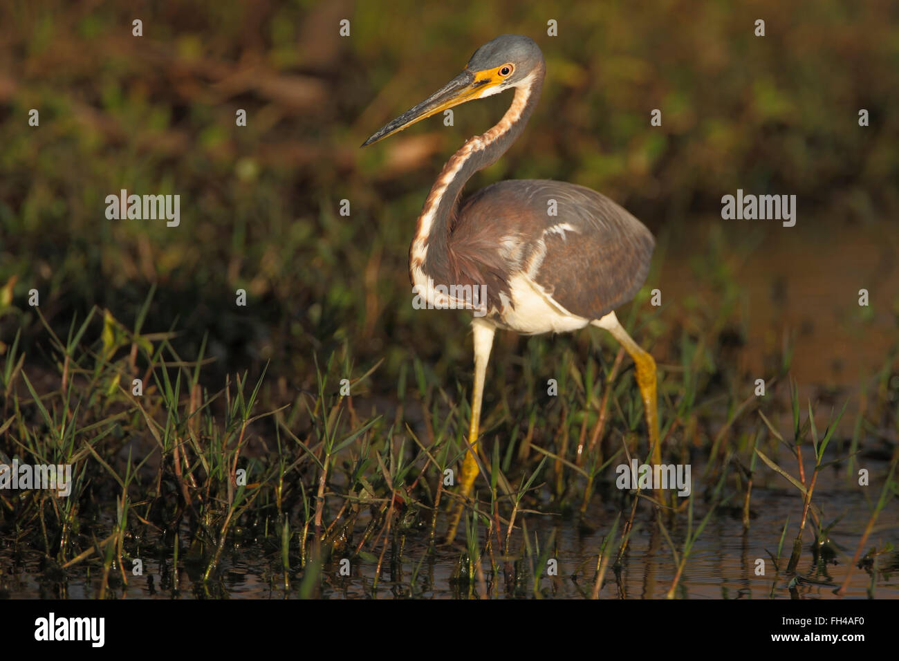Florida Marsh Bird High Resolution Stock Photography and Images - Alamy