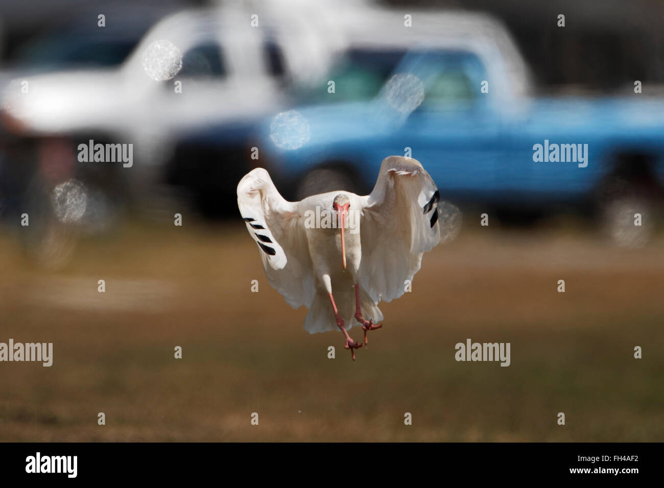 American White Ibis (Eudocimus albus) coming in for landing with cars ...